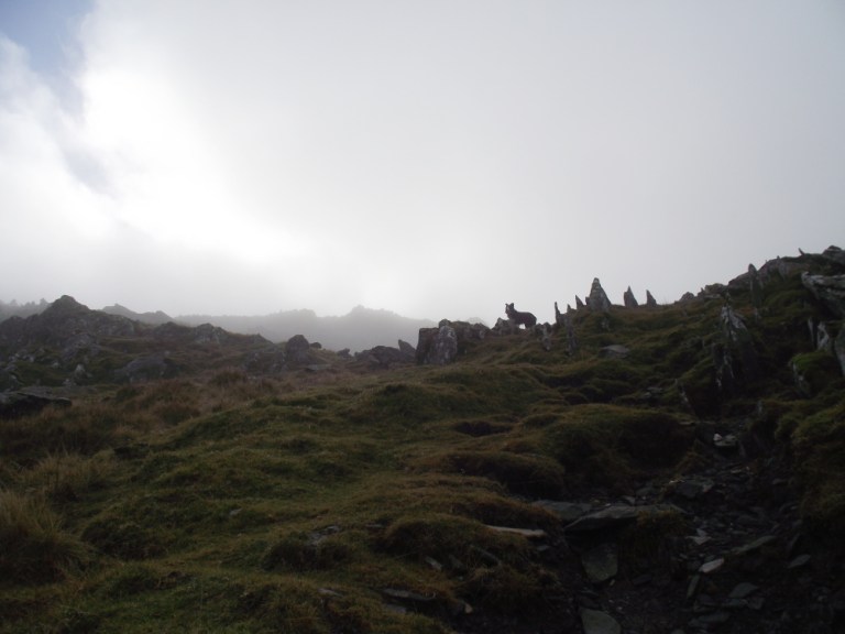 #145 – More wanderings in the Glyderau – Seniors Ridge with the dog ...